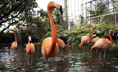 Tickets & Animal Encounters